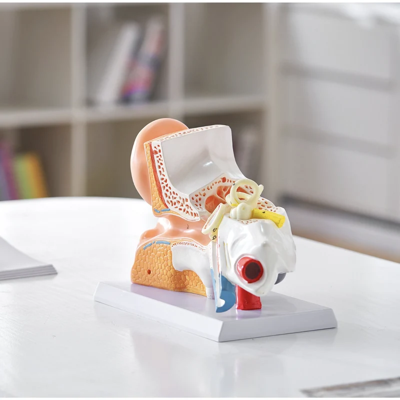 VEVOR Anatomický model lidského ucha, 3 části 5krát zvětšený model ...