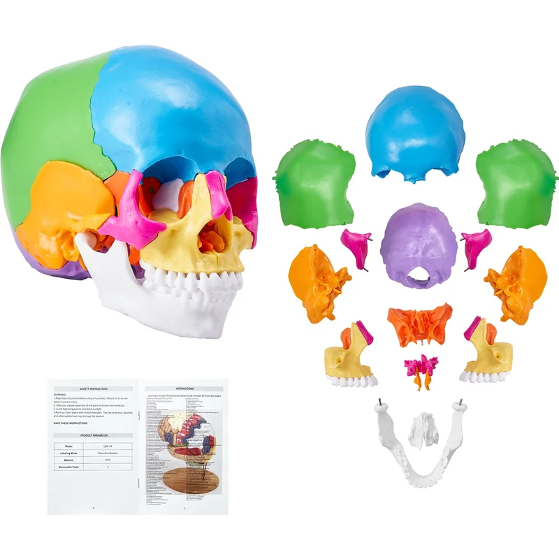 VEVOR Model lidské lebky, 22 dílů, anatomie lidské lebky, malovaný ...